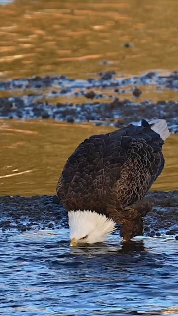 Могучий Орел: Величие В Полете и Уникальная Способность Противостоять Буре