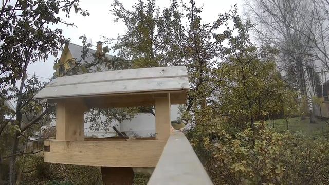 Синицы разорили кормушку. Это не ускоренная съемка :-)