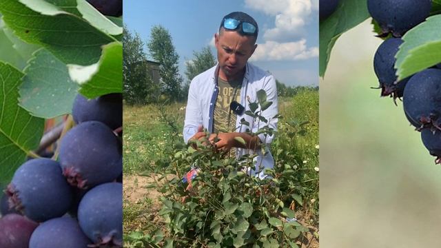 ИРГА СМОУКИ (SMOKEY)  Обзор последнего сорта ирги из нашей коллекции.