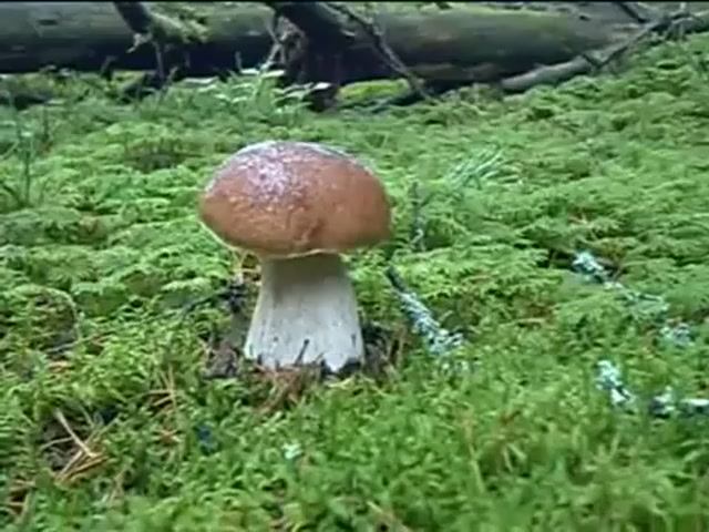 Грибной сезон 2010 - Mushroom season