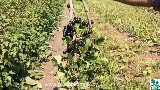 Смородина чёрная сорт Ядрёная