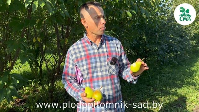 Груша ЕЛЕНА. Сорт с крепким иммунитетом.  Лежкость, транспортабельность, приятный вкус плодов.