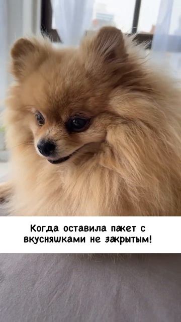 Басины объяснения насчет вкусняшек!