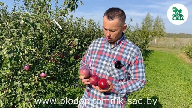 Яблоня ДАРУНАК. Белорусский сорт с высокой урожайностью, зимостойкостью и иммунитетом к заболеваниям