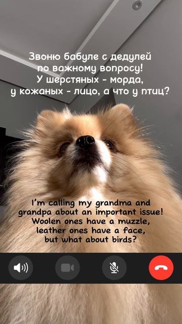 Звоню бабуле с дедулей #14