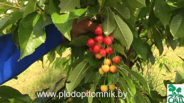 Черешня сорт Соперница