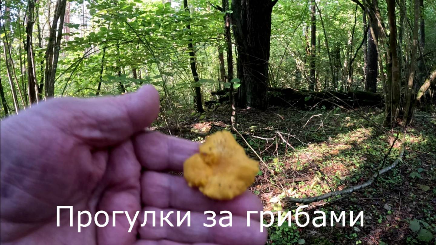 4 октября 2024.  Собрал немного лисичек только на лисичкиной горке.