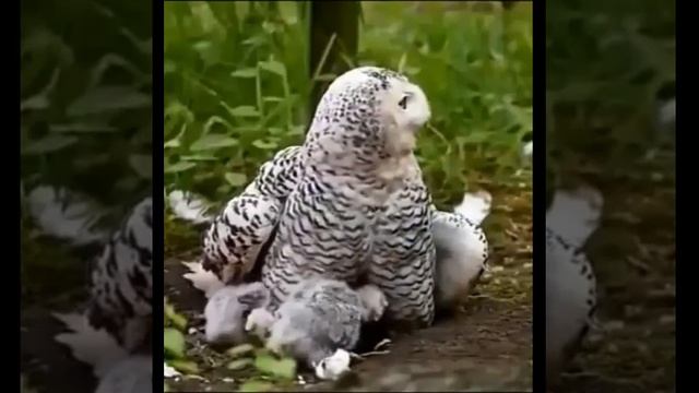 Совята  с мамой и папой