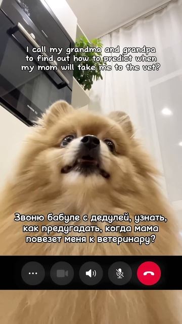 Звоню бабуле с дедулей #19
