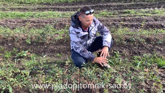 ЖИМОЛОСТЬ СЪЕДОБНАЯ  ВАЖНЫЕ ПРАВИЛА покупки и посадки осенью саженцев жимолости