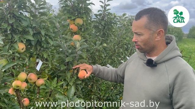 Яблоня колоновидная ИКША. СУПЕРЗИМОСТОЙКИЙ и УРОЖАЙНЫЙ сорт. Идеальный выбор для вашего сада!