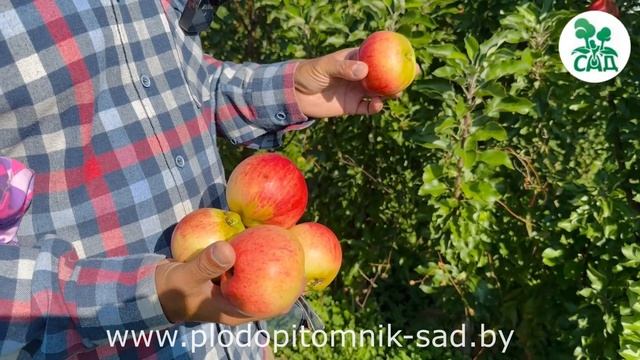 Колоновидня яблоня ДЖИН. Раннезимний сорт. Отличается высокой урожайностью и отличным вкусом.