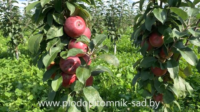 ПОЧЕМУ НЕ ПЛОДОНОСЯТ ЯБЛОНИ колонновидные? РЕШЕНИЕ проблемы.