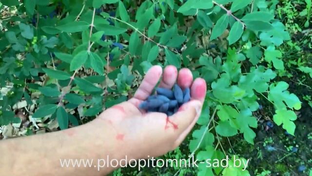 Жимолость съедобная ВОСТОРГ  Описание сорта жимолости.