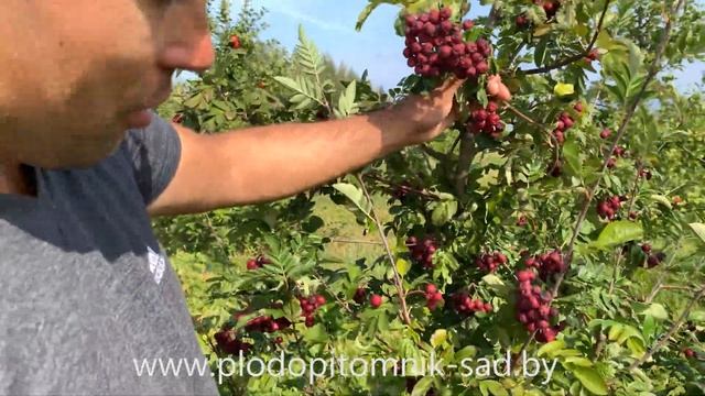 Рябина сорт ГРАНАТНАЯ. В топ-3 рябины по вкусу и названию)