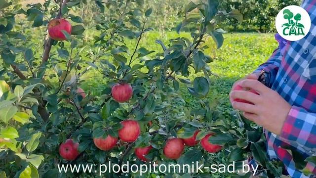 Яблоня сорт Хоней крисп (Honey crisp). Лежкость, товарный вид и отличные вкусовые качества плодов.