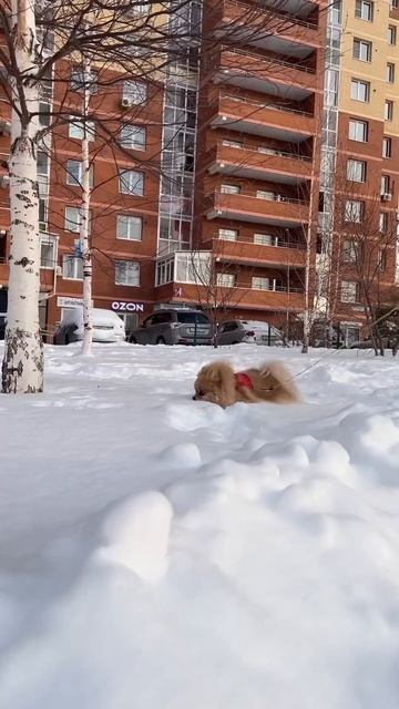 Мы с Басей желаем всем предновогоднего настроения!