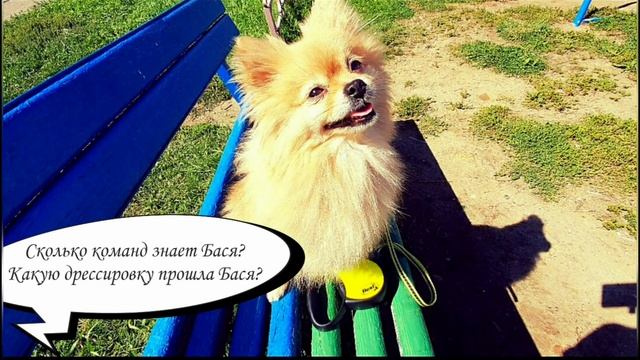 Вопрос - ответ! Подписчики - Бася Шпиц!