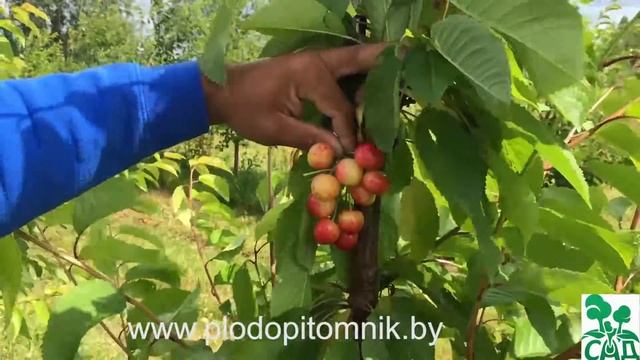 Черешня НАСЛАЖДЕНИЕ. Крупноплодный сладкий сорт.