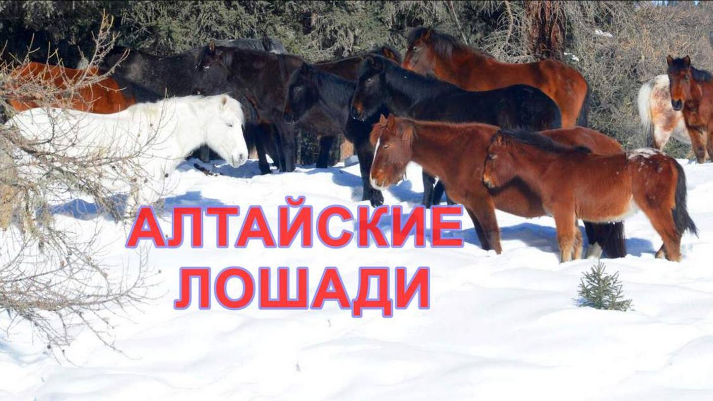 Алтайские лошади