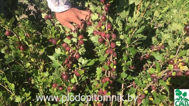 Крыжовник Яркий. Отличный сорт крыжовника с ягодами яркого красного цвета.