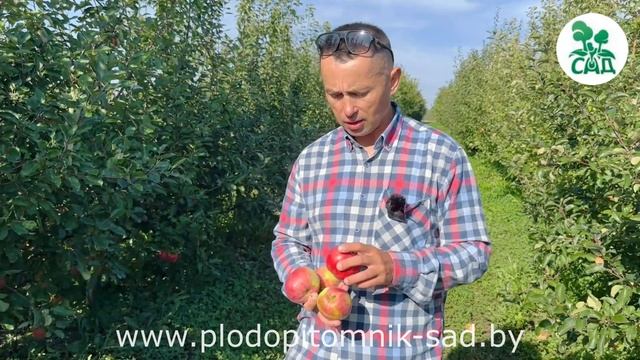 Яблоня сорт ВЕСЯЛИНА. Неприхотливый, урожайный сорт зимнего срока созревания.