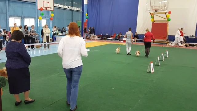 Этого вы еще не знали о шпице Басе и коте Рысе! Вопрос-ответ 2.