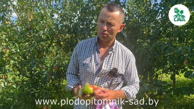 Груша ЯКОВЛЕВСКАЯ. Высокоурожайный, неприхотливый зимний сорт.