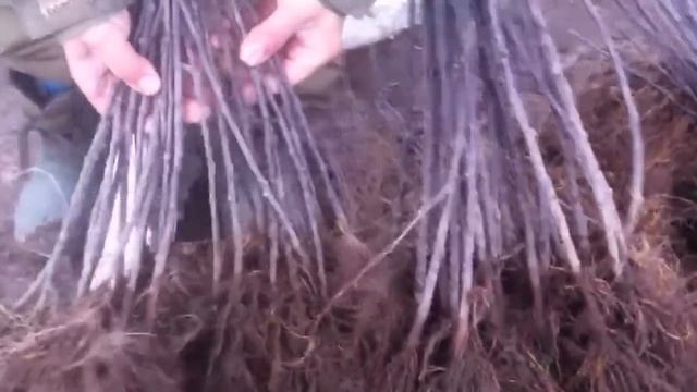 Подвои яблони. Рекомендации при покупке.