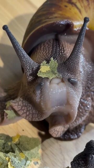 Теперь вы знаете, как едят улитки!