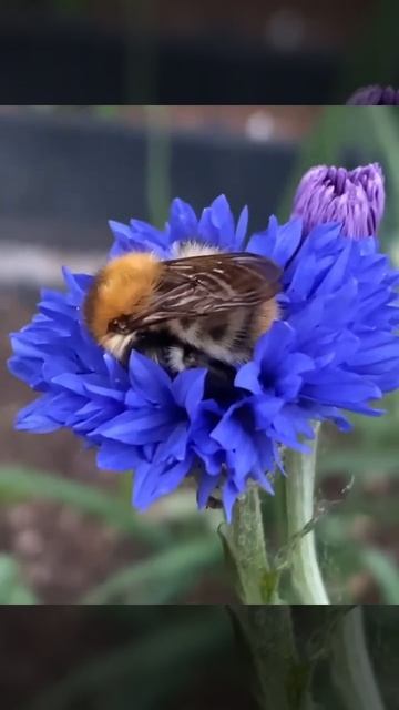 Как Спят Шмели: Очаровательные Трудяги в Момент Отдыха