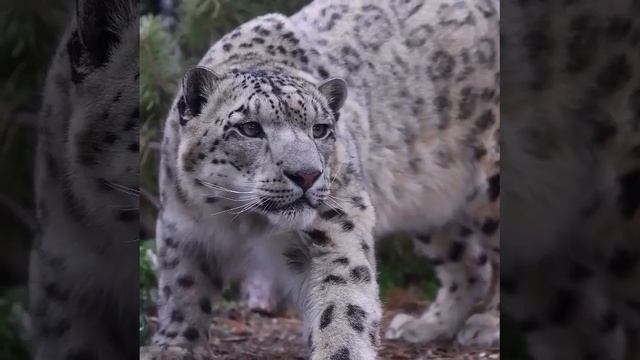 Снежный барс