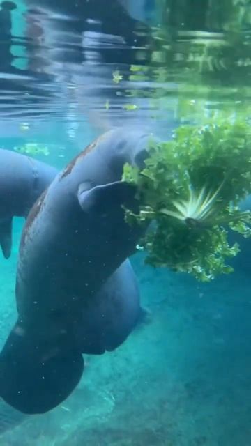 Ламантин или Морская Корова | Это травоядные животные