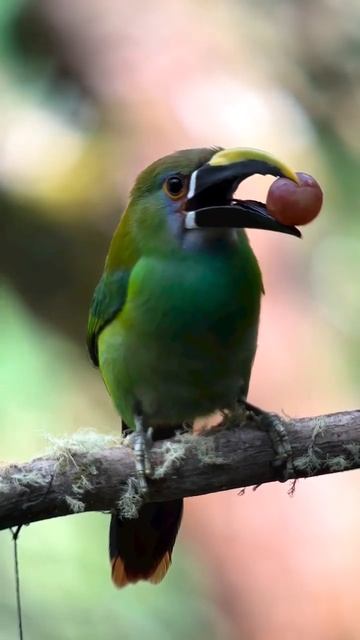 Изумрудный Туканет