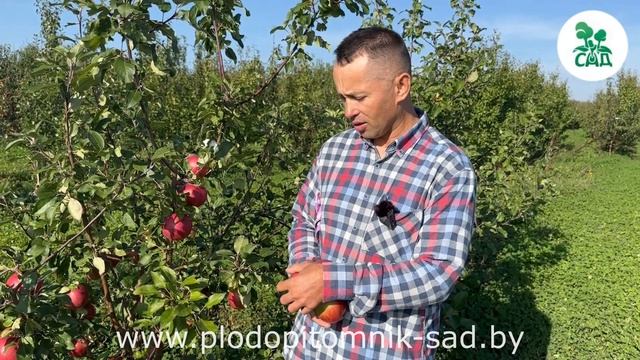 Яблоня сорт Поспех. Красивые, крупные плоды. Ежегодно обильный урожай.