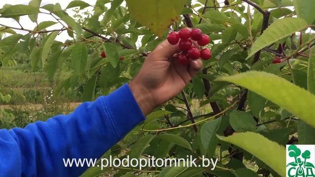 Вишня сорт Ласуха