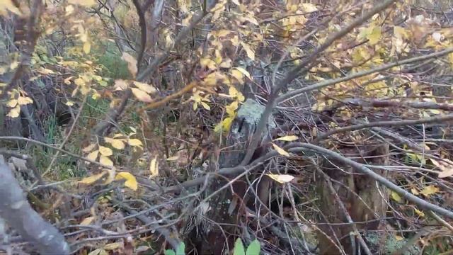 Фартовый металлокоп в тайге с друзьями. Рельсы,трубы 1210кг. за раз.