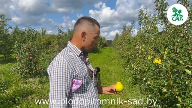 Груша АВГУСТОВСКАЯ РОСА. Лучший выбор среди позднелетних сортов.