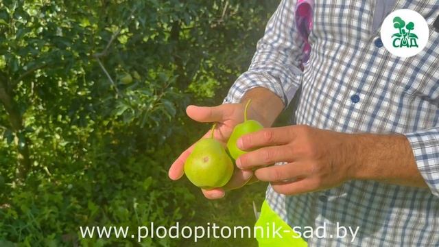 Груша осенняя ЛЮБИМИЦА ЯКОВЛЕВА. Краткий обзор.