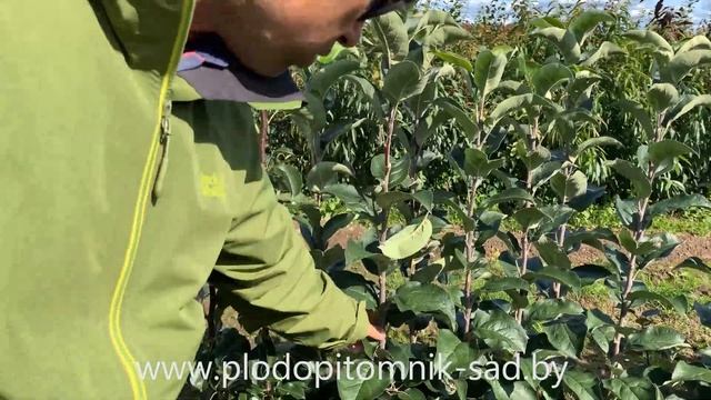 КОГДА САЖАТЬ яблони и груши ОСЕНЬЮ. Определяем готовность саженцев к продаже.