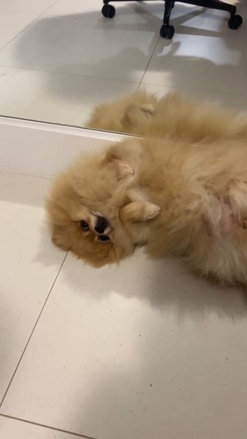 Что заставит Басю изменить удобное положение в пространстве?