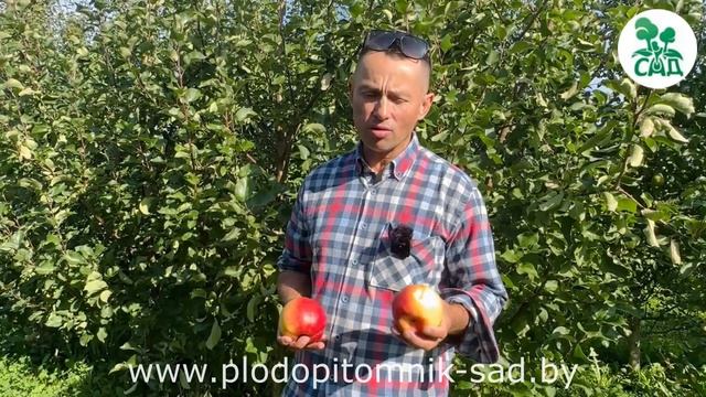 Осенний сорт яблони ЖИГУЛЕВСКОЕ. Крупные, нарядные плоды приятного вкуса.