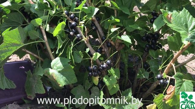 Смородина Велой (Ленинградская сладкая). Отличный сорт смородины чёрной.