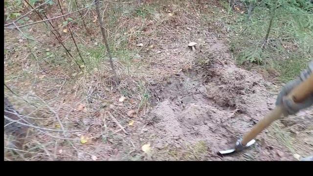 металлокоп в тайге! лёгких денег не бывает.