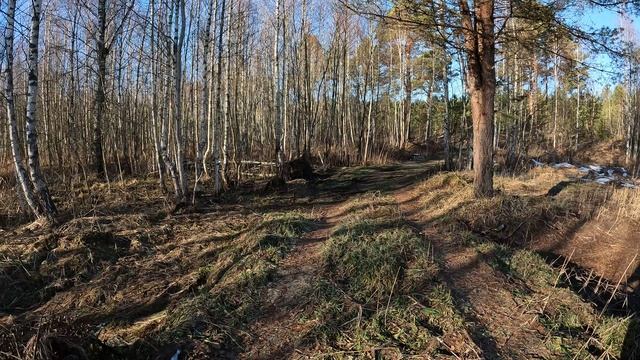 Harsh Russian forest running