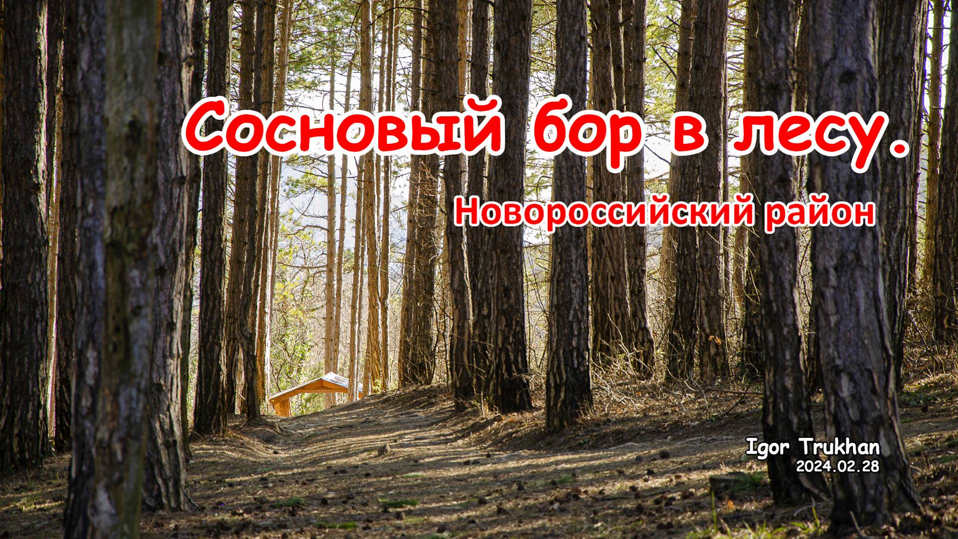 Сосновый бор в лесу. Новороссийский район.  / 28.02.2024 г.
