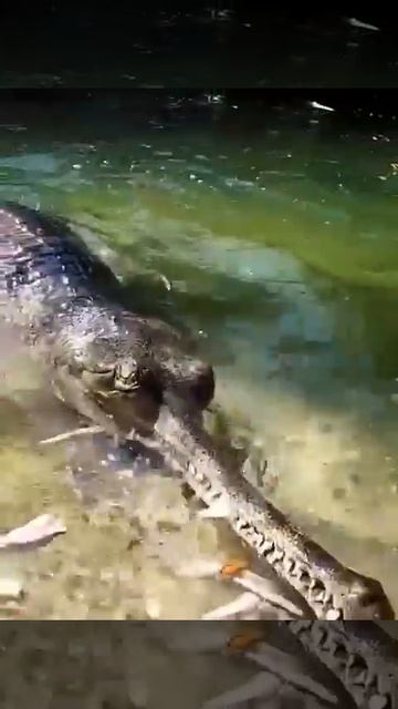 Ганский гавиал (Gavialis gangeticus) - это вид пресмыкающихся, обитающий в Индии, Непале