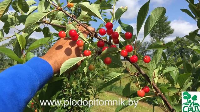 Вишня сорт Гриот Белорусский