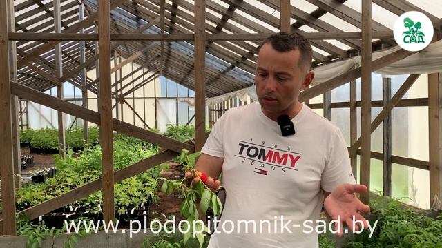 МАЛИНА ТИБЕТСКАЯ (РОЗОЛИСТНАЯ). НЕОБЫЧНАЯ ЯГОДА СО ВКУСОМ ЕЖЕВИКИ И КЛУБНИКИ.