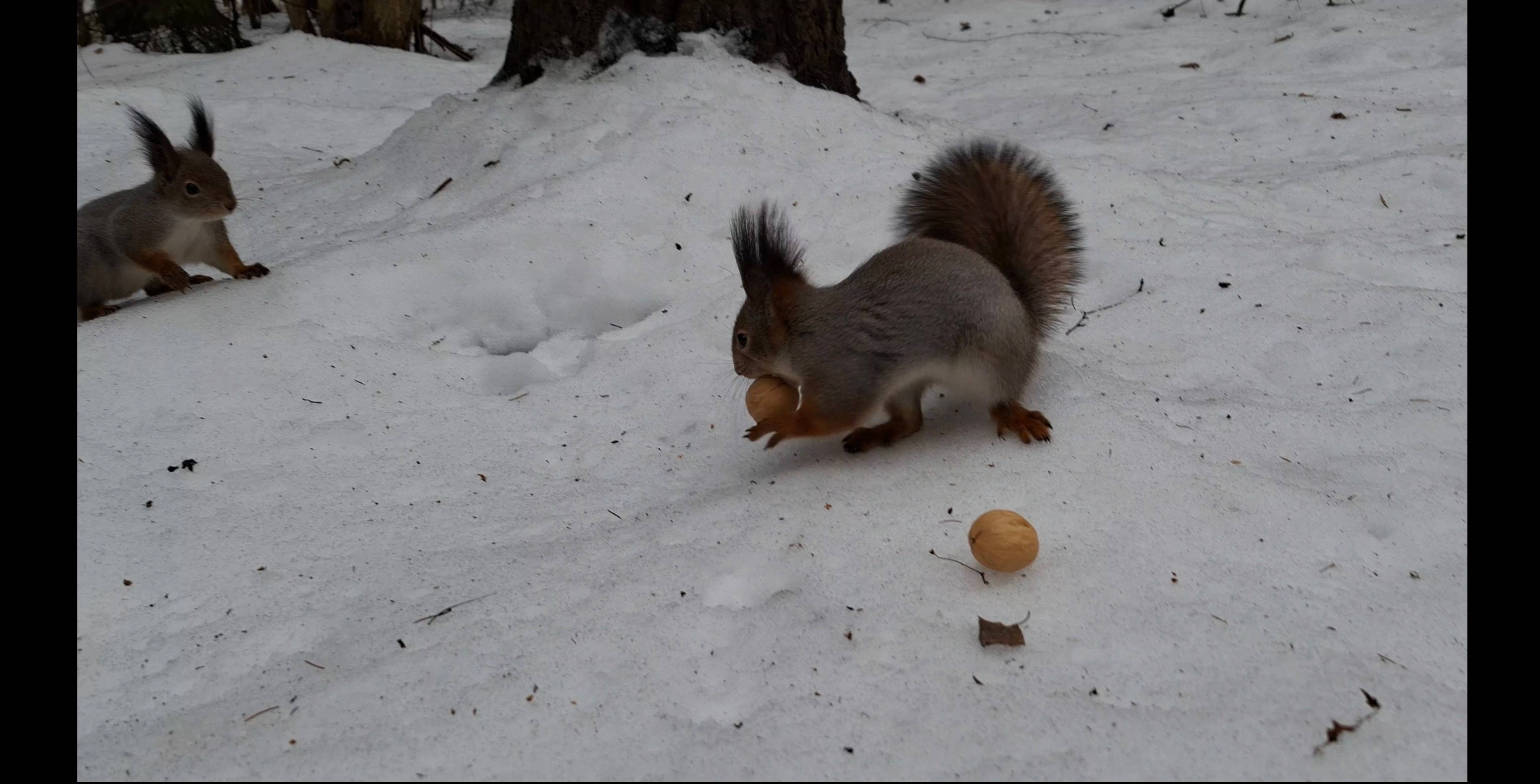 Белки - погоня за орехом_#2, Битца, 24  января 2025